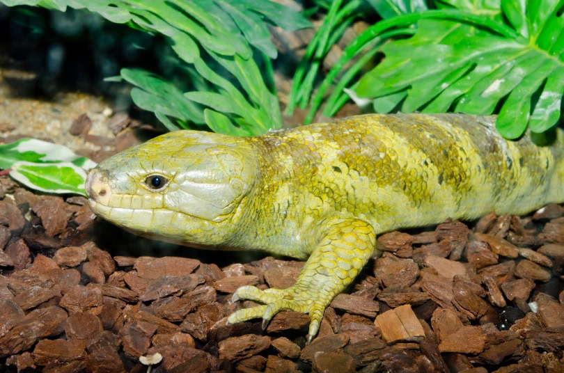 Monkey-Tailed Skink (Prehensile): Info, Pictures & Care Guide | PangoVet