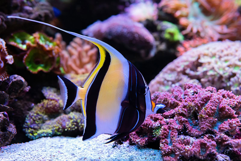 Finding Nemo Angelfish