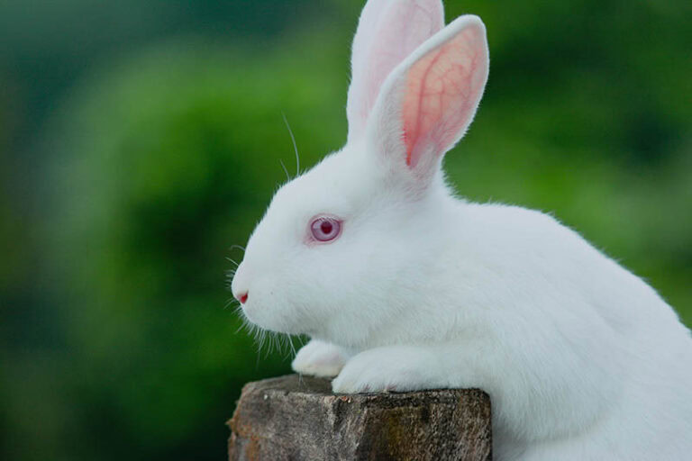 New Zealand Rabbit: Breed Info, Pictures, Traits & Facts | PangoVet