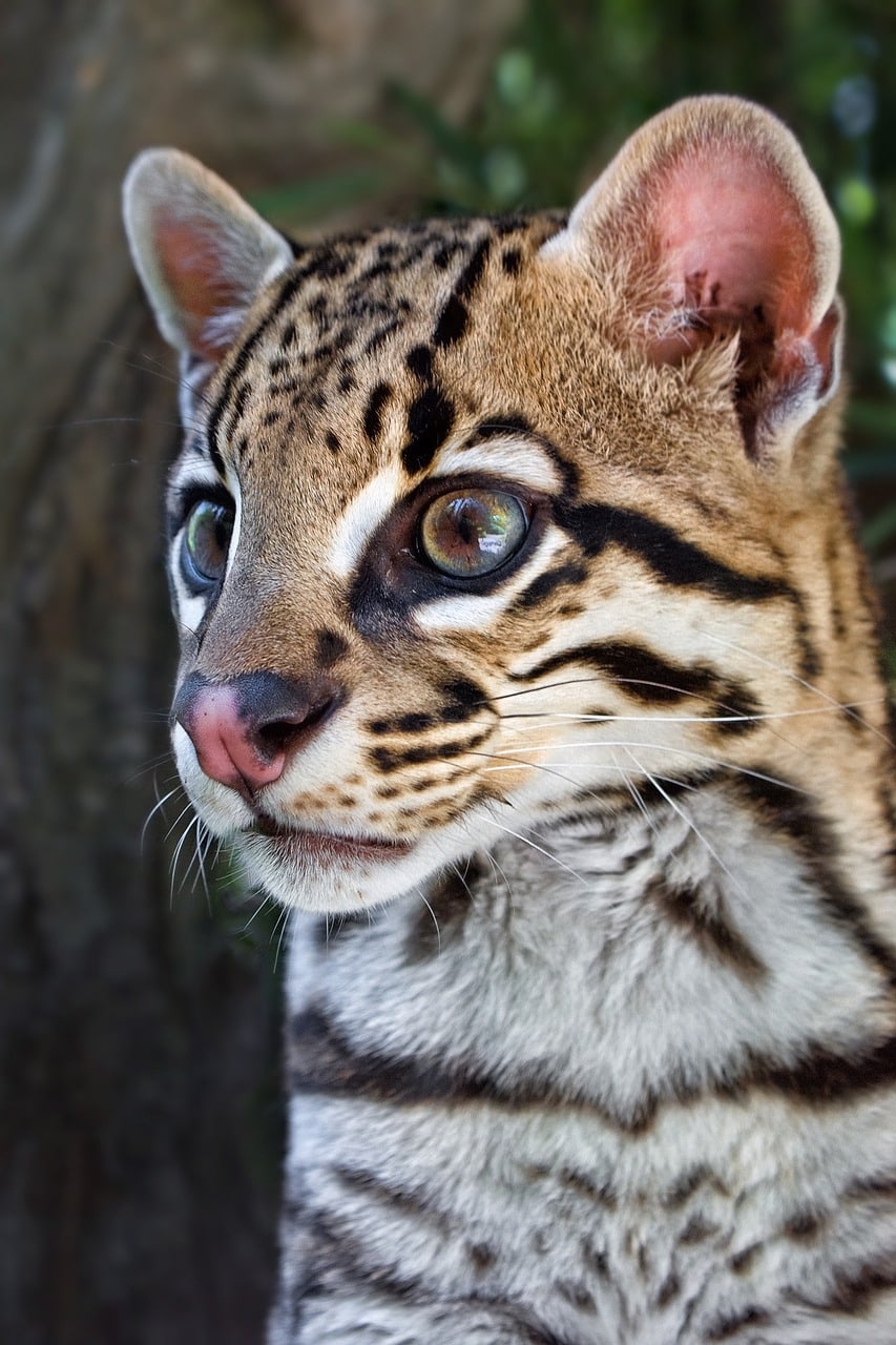 Do Ocelots Make Great Pets? Legality, Ethics & FAQs | PangoVet