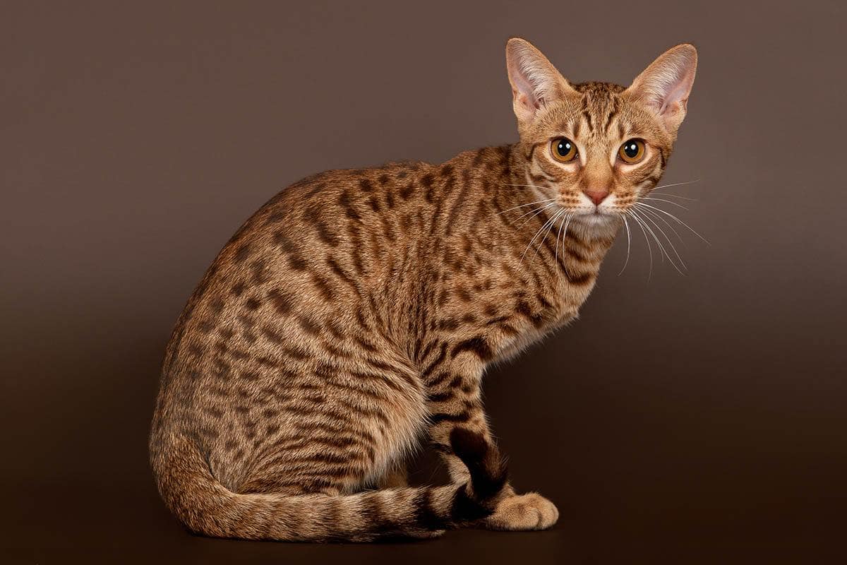 Ocicat Cat Breed Info: Pictures, Temperament & Traits | PangoVet