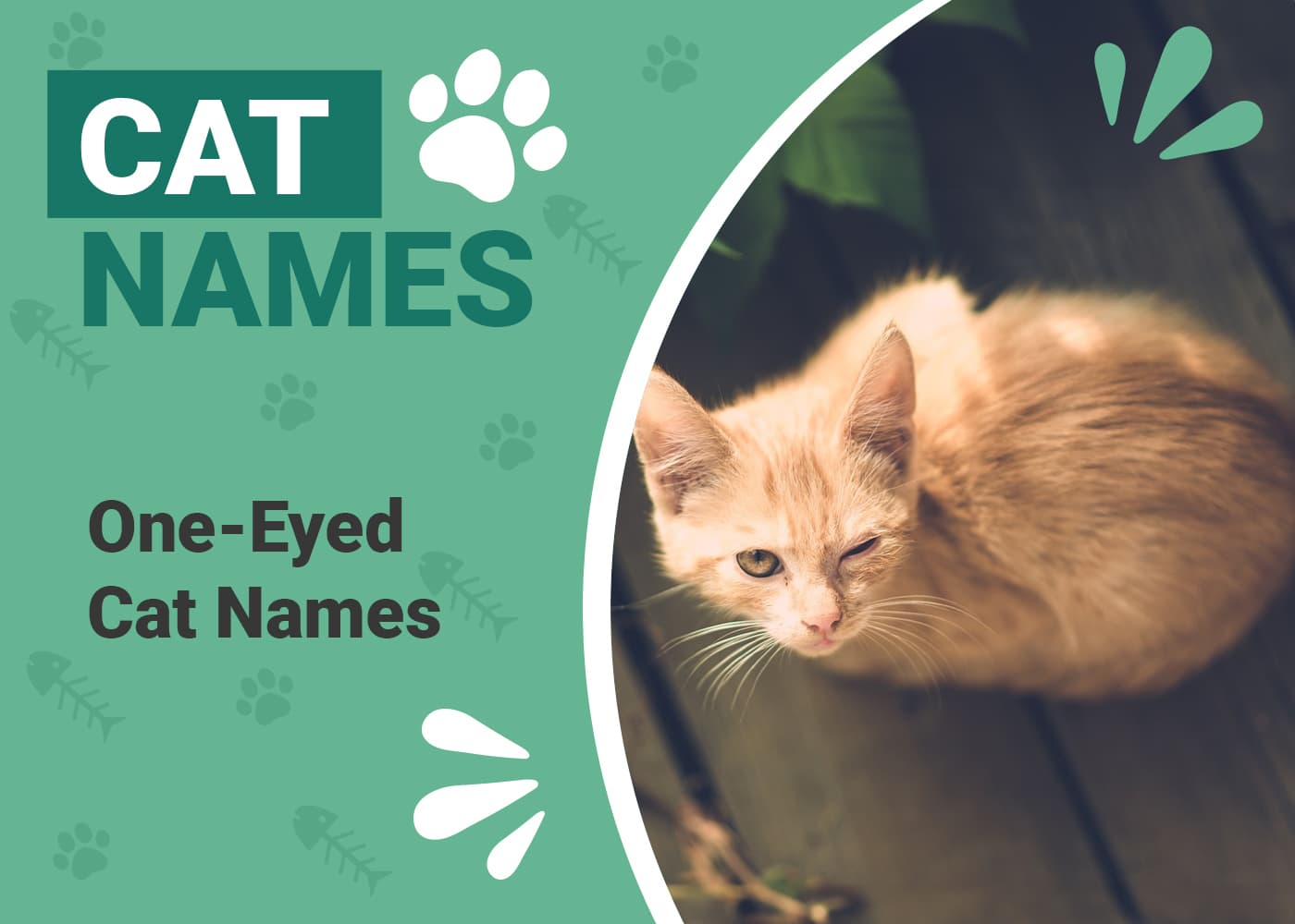 What Is a Feral Cat? Different Types & FAQ | PangoVet