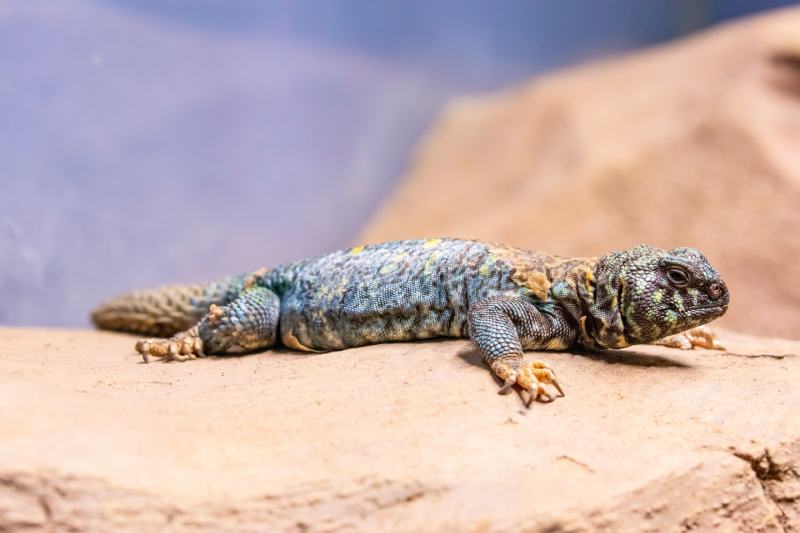 Ornate Uromastyx: Info, Pictures, Care Guide & More | PangoVet