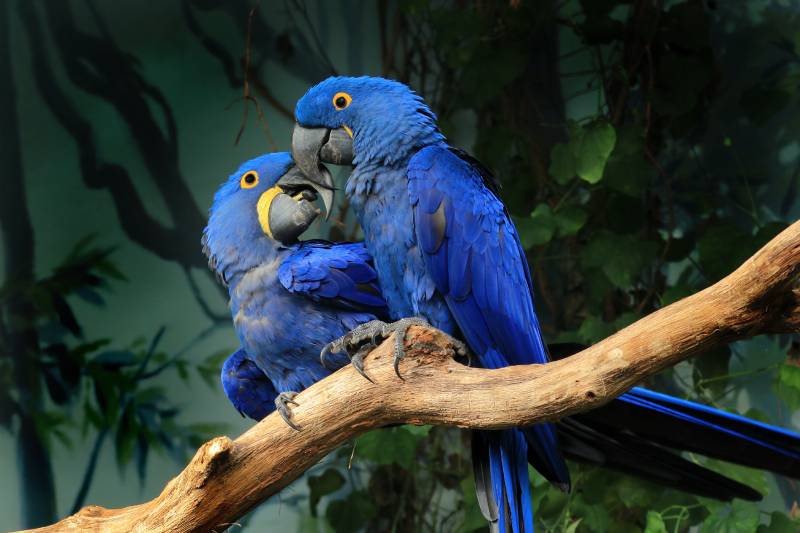How to Bond With Your Macaw: 8 Expert Tips | PangoVet