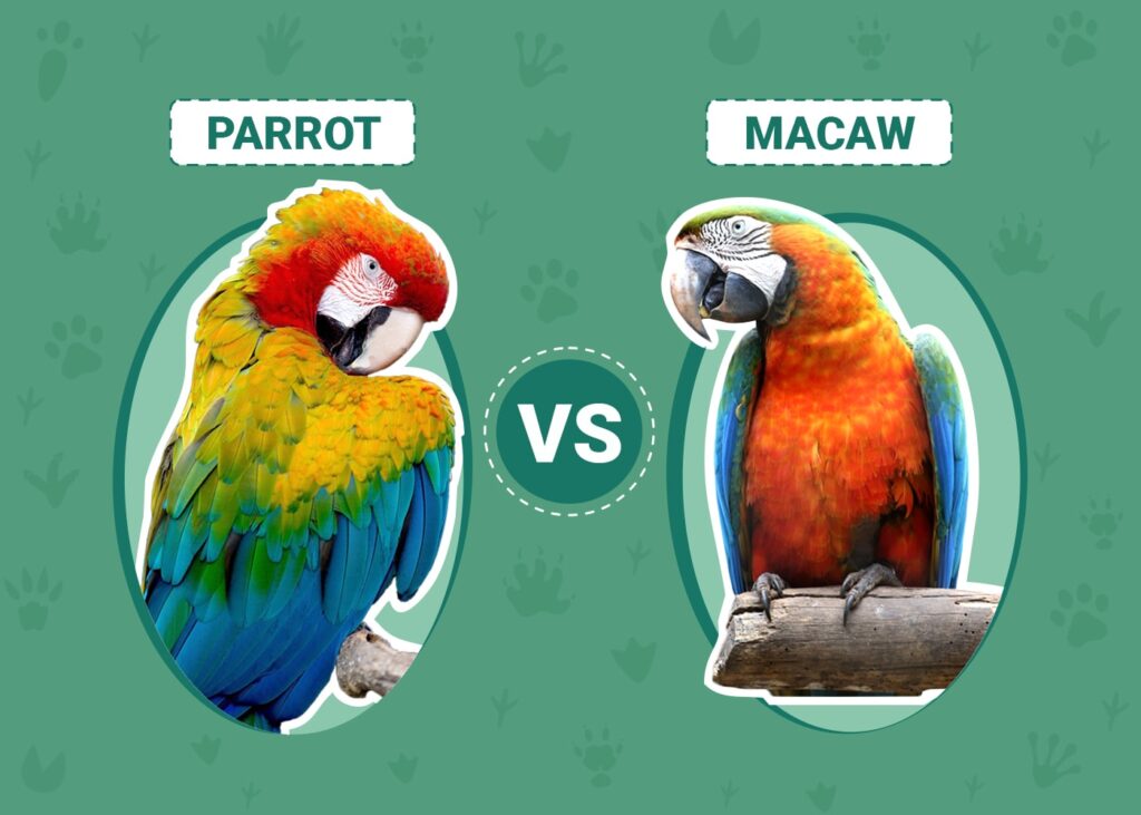 Parrot vs Macaw: Key Differences (With Pictures) | PangoVet
