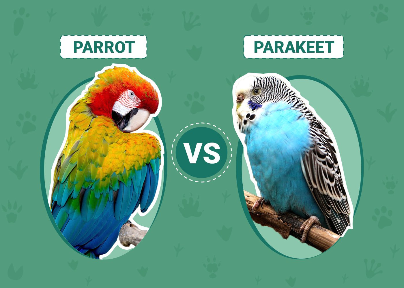 Parrot vs Parakeet: The Differences Explained | PangoVet