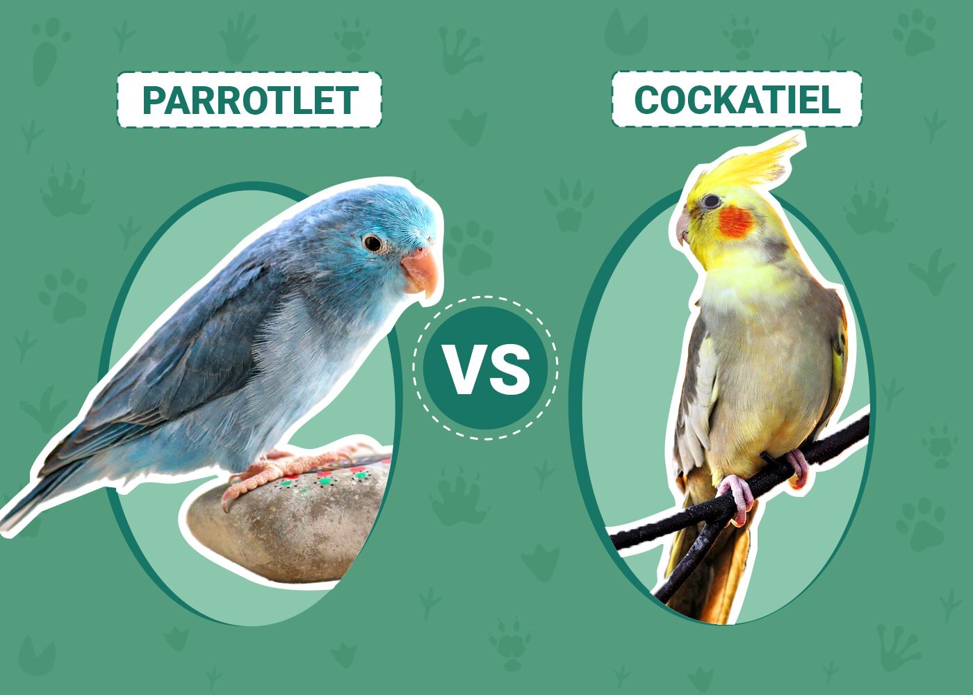 Articles about Birds | PangoVet