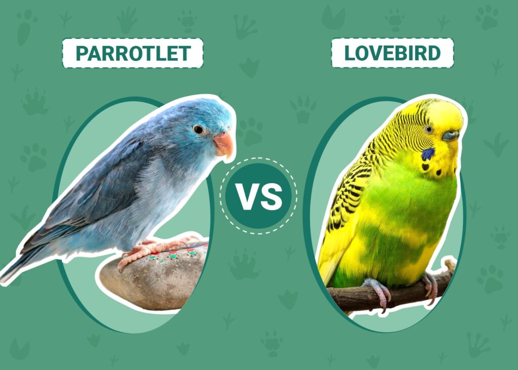 Parrotlet vs. Lovebird: What’s the Difference? (With Pictures) | PangoVet