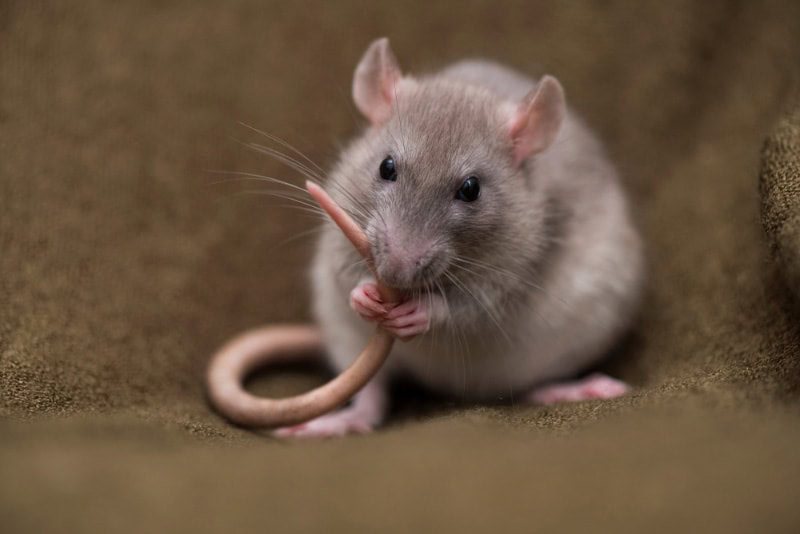 15 Interesting Facts About Rats: Vet-Approved Traits & History | PangoVet