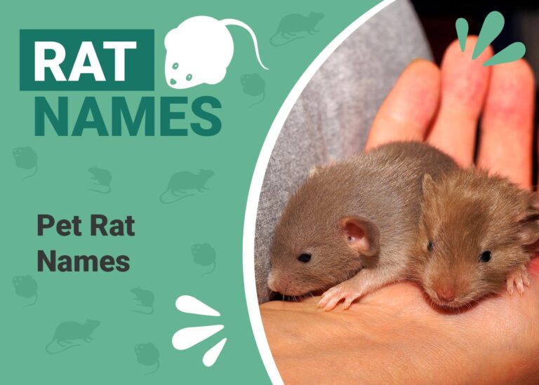 100+ Pet Rat Names: Ideas for Smart & Friendly Rats | PangoVet