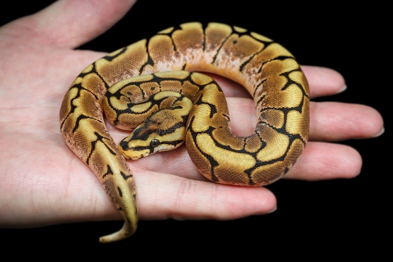 30 Interesting Ball Python Facts You Will Love to Know (With Pictures ...