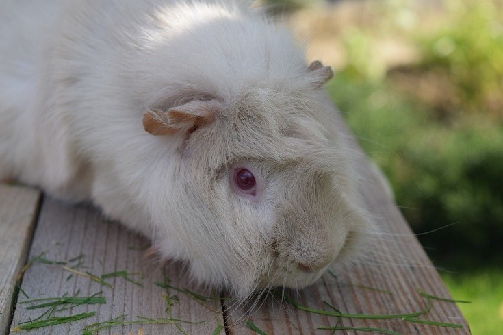 Guinea Pig Eye Colors & Their Rarity (With Pictures) | PangoVet