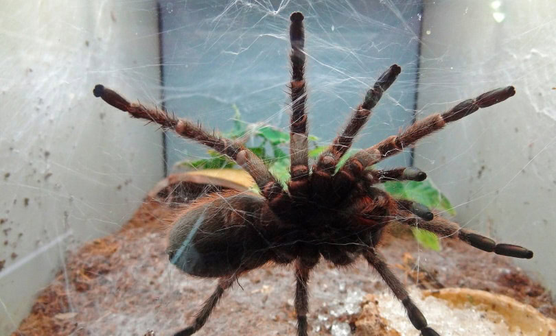 How to Take Care of a Pet Tarantula: Fact Sheet & Advice | PangoVet