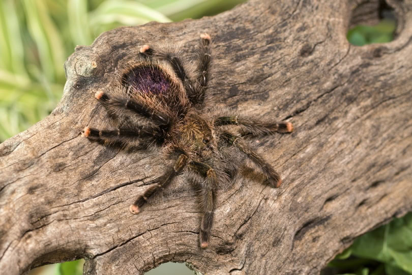Pink Toe Tarantula: Info, Pictures, Care Sheet, Lifespan & More | PangoVet