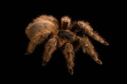 Pink Zebra Beauty Tarantula: Info, Care Sheet & Lifespan (With Pictures ...