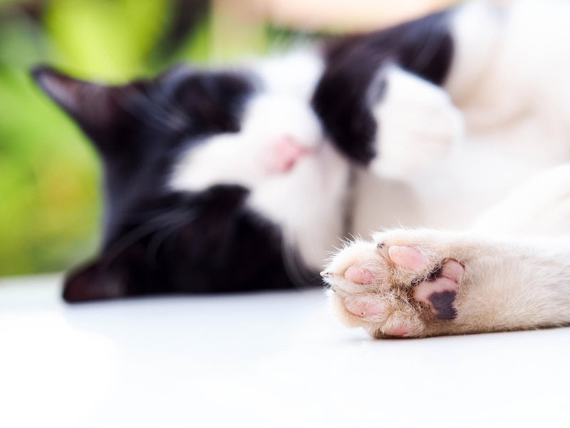 9 Fascinating Facts About Cat “Toe Beans” That Will Surprise You | PangoVet