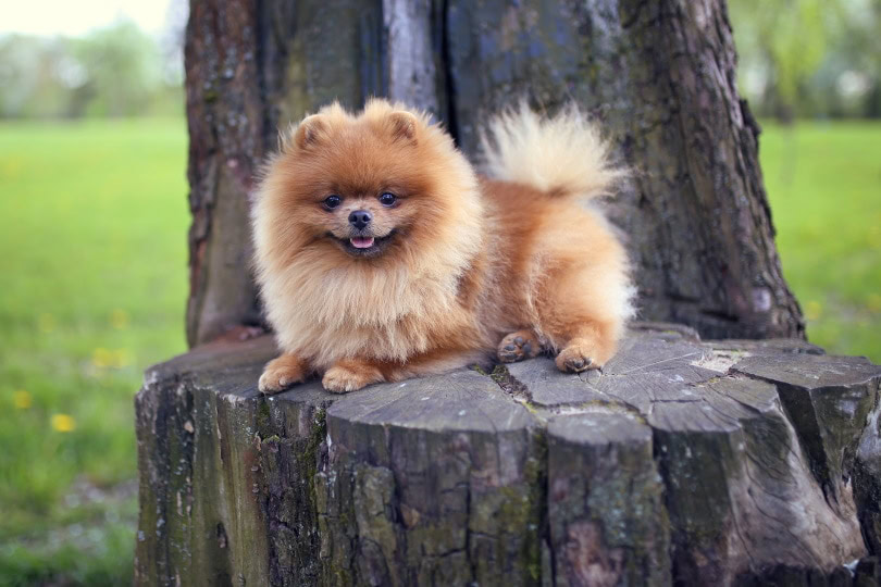 15 Miniature Dog Breeds (With Info & Pictures) | PangoVet
