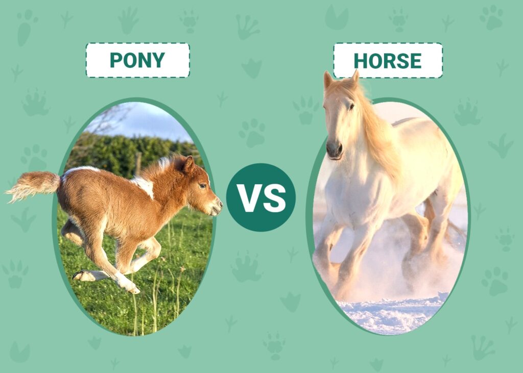 Pony vs Horse: What’s the Difference? Facts & FAQ | PangoVet