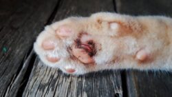 How to Treat a Burned Cat Paw Pad: 7 Expert Tips (Vet Answer) | PangoVet
