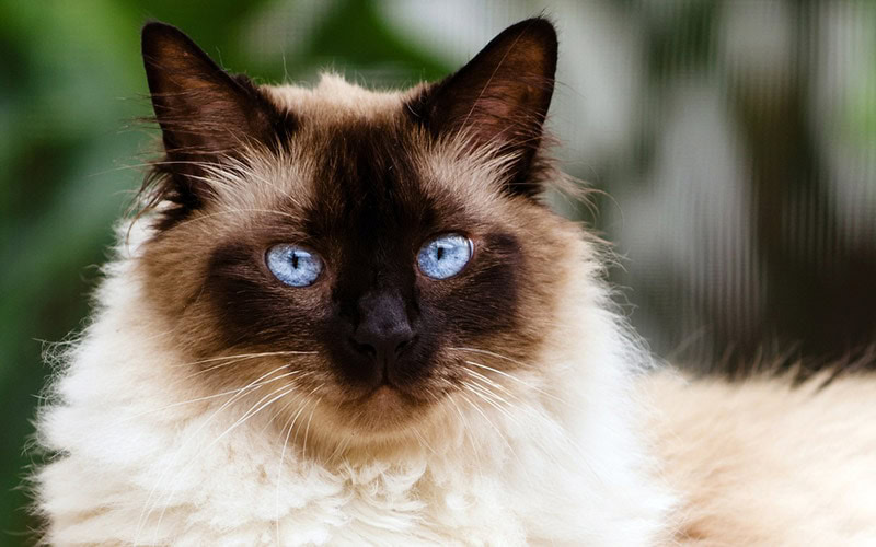 Himalayan Cat Health Problems: 7 Vet-Reviewed Issues & Care Tips | PangoVet