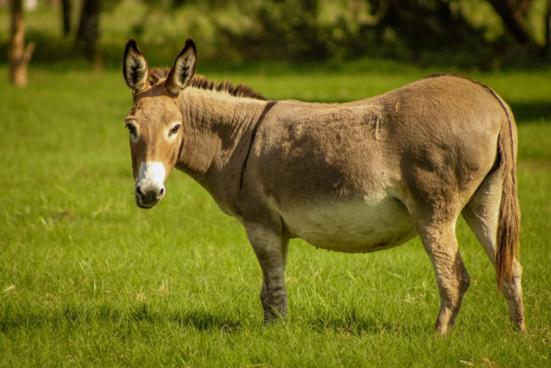 Donkey Pregnancy Guide: Length, Signs, Care & Traits | PangoVet
