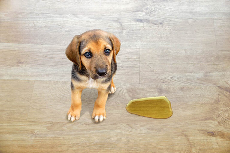 Dog Urine Color Chart: Vet-Verified Guide on Normal or Concerning Signs ...