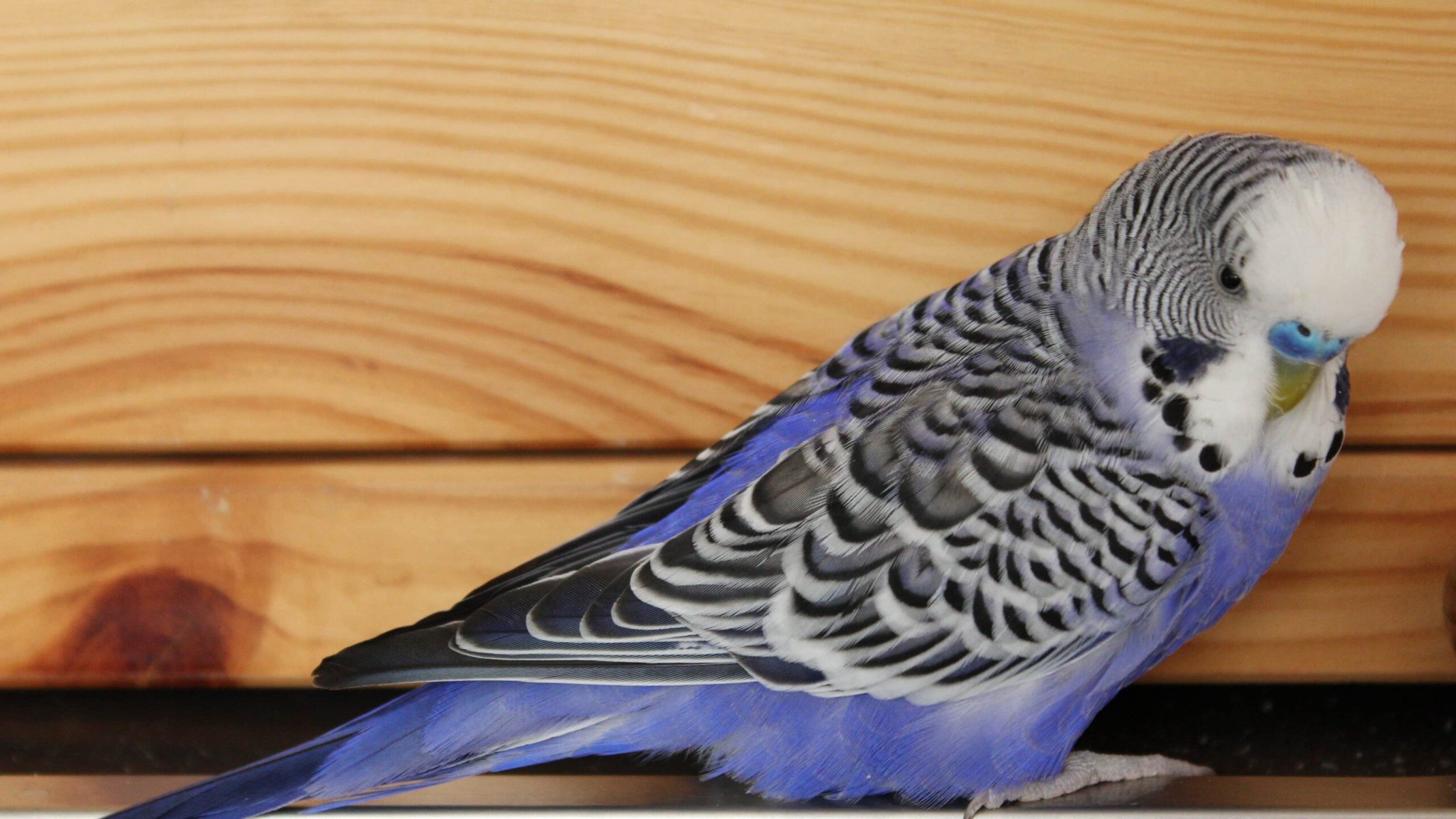 Purple Parakeet: Info, Pictures, Origin & Traits | PangoVet