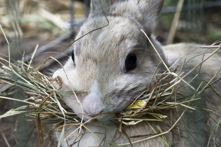 6 Simple DIY Rabbit Hay Feeders You Can Build Today (With Pictures ...