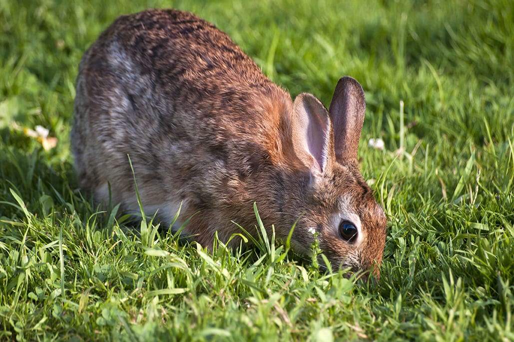 Are Rabbits Herbivores? Vet-Verified Diet & Health Facts | PangoVet