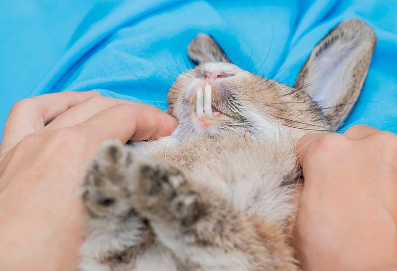 What to Do If Your Rabbit Has Overgrown Teeth (Our Vet Explains) | PangoVet