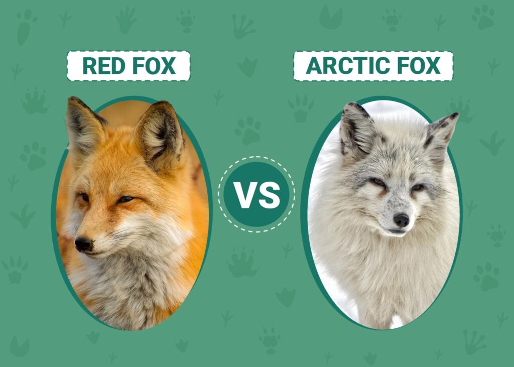 Articles about Foxes | PangoVet