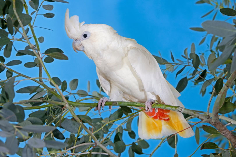 Red-Vented Cockatoo: Info, History & Care (With Pictures) | PangoVet