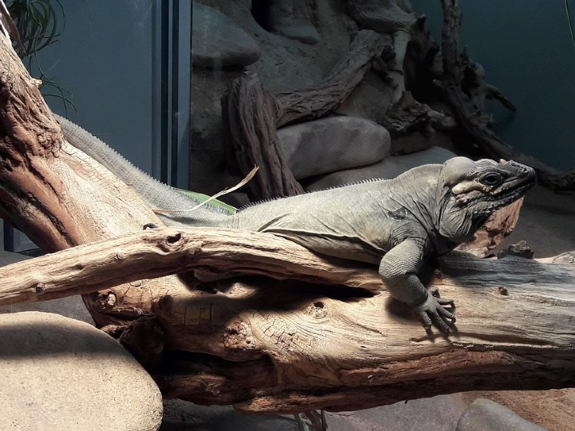 10 Types of Iguanas: An Overview (With Info & Pictures) | PangoVet