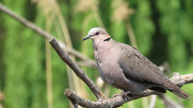 Ring-Necked Dove: Info, Pictures, Personality & Care | PangoVet