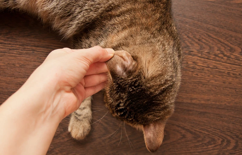 Ear Polyps In Cats Causes Signs And Treatments Vet Answer Pangovet