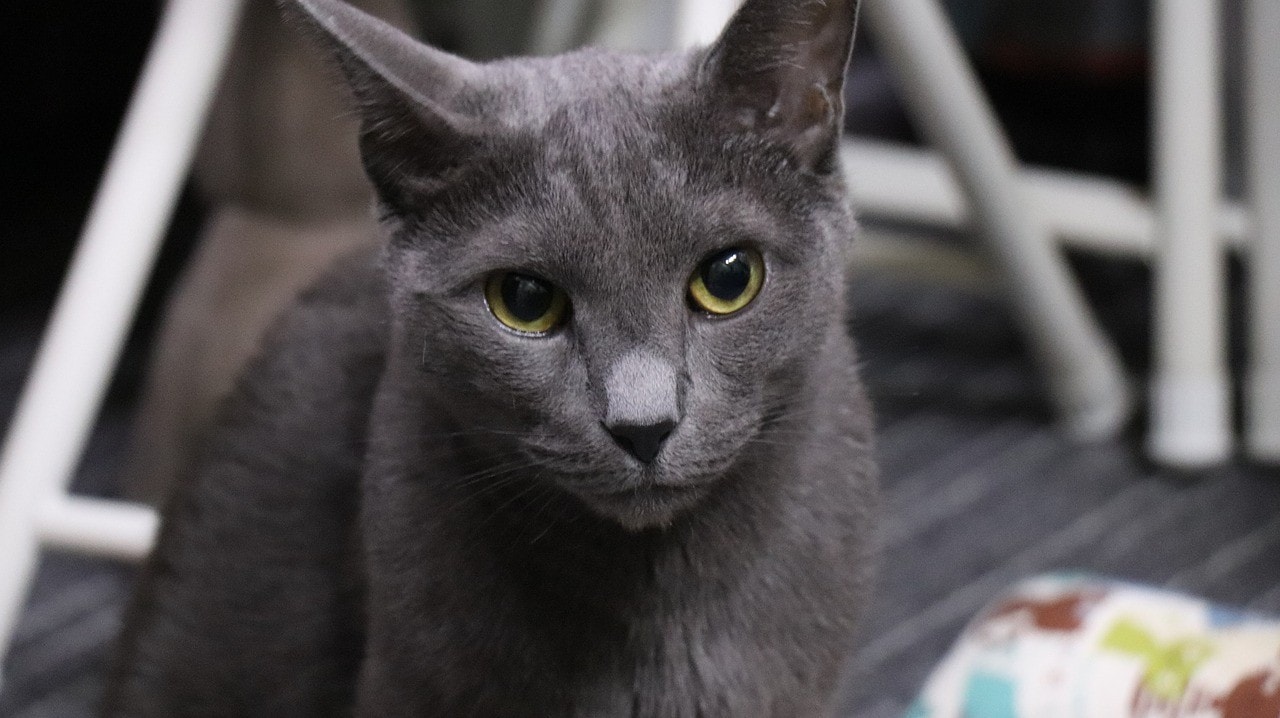 Russian Blue Cat Breed: Info, Pictures, Temperament & Traits | PangoVet