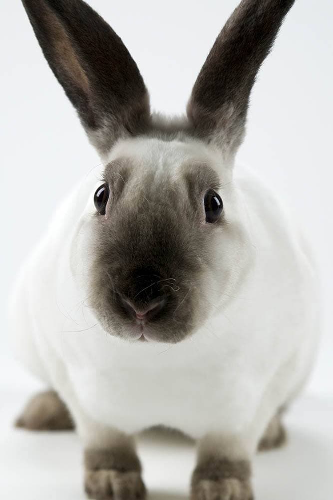 19 Rex Rabbit Colors & Patterns: Info & Facts (With Pictures) | PangoVet