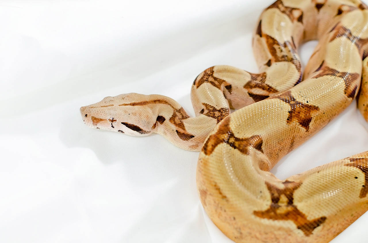 47 Boa Morphs & Colors (With Info & Pictures) | PangoVet