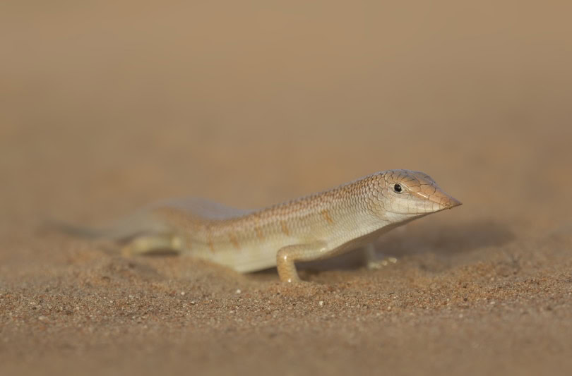 Sandfish: Info, Care Guide, Varieties, Lifespan & More (with Pictures ...