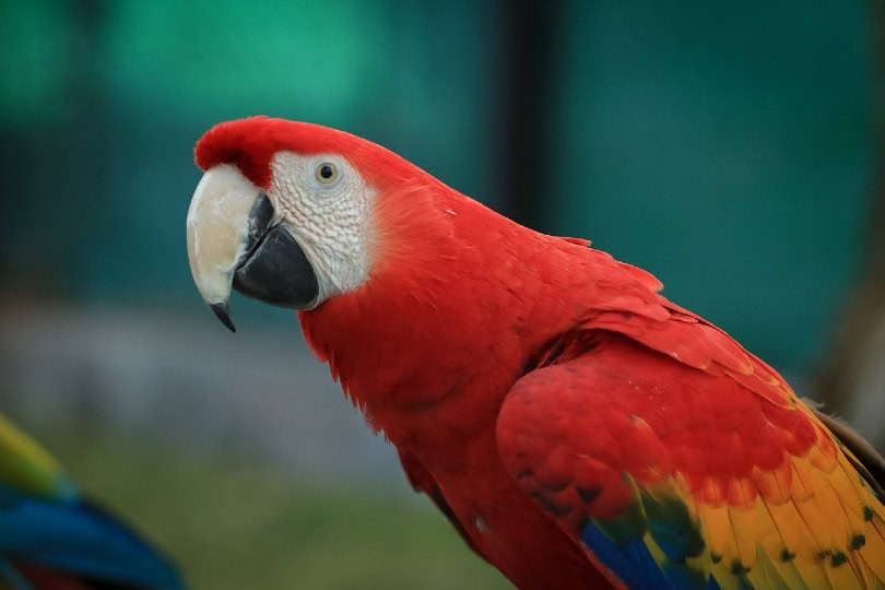 Price of scarlet macaw store