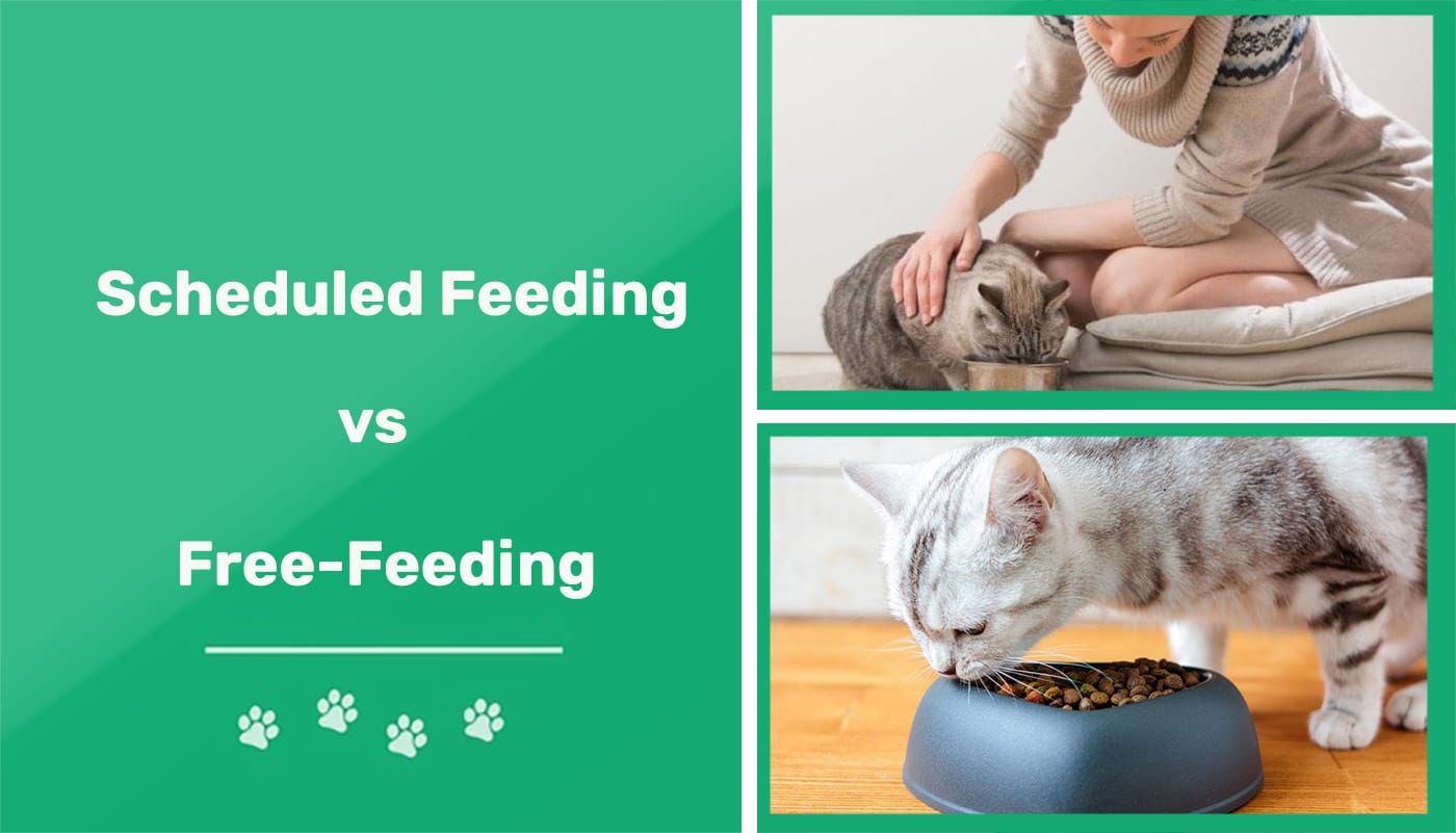 Scheduled vs Free-Feeding Cats (What’s the Difference?) | PangoVet