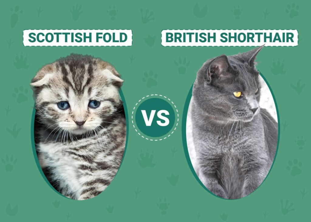 Scottish Fold vs British Shorthair: What's the Difference? (With ...