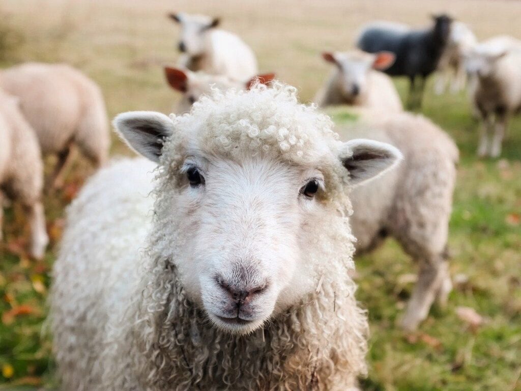 Do Sheep Make Good Pets? Facts, Pros & Cons | PangoVet