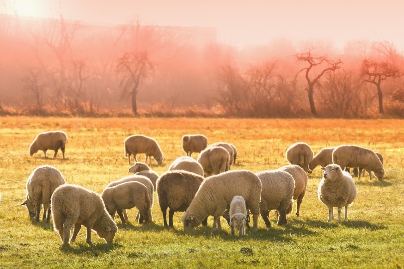 How Many Sheep Are There? 2025 US & Worldwide Statistics | PangoVet
