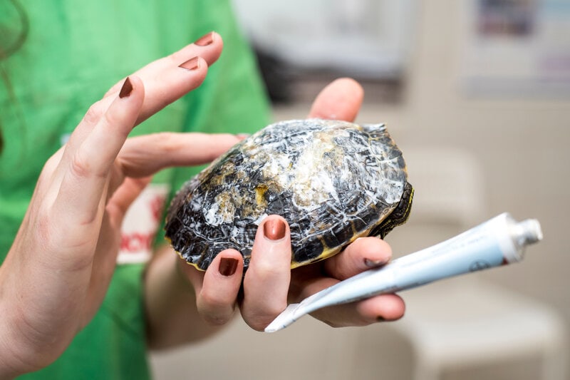 Turtle Shell Rot: Vet Explained Treatment, Causes, & Prevention | PangoVet