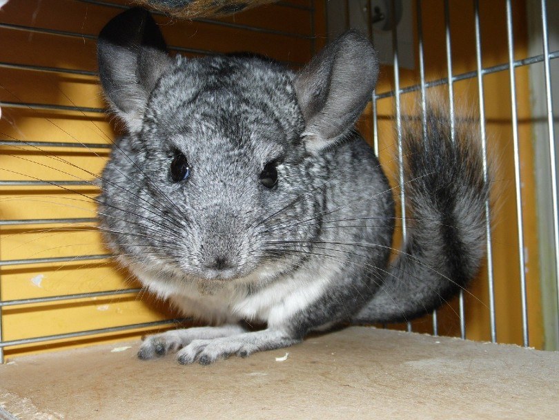 Types of Chinchilla Breeds (With Info & Pictures) | PangoVet