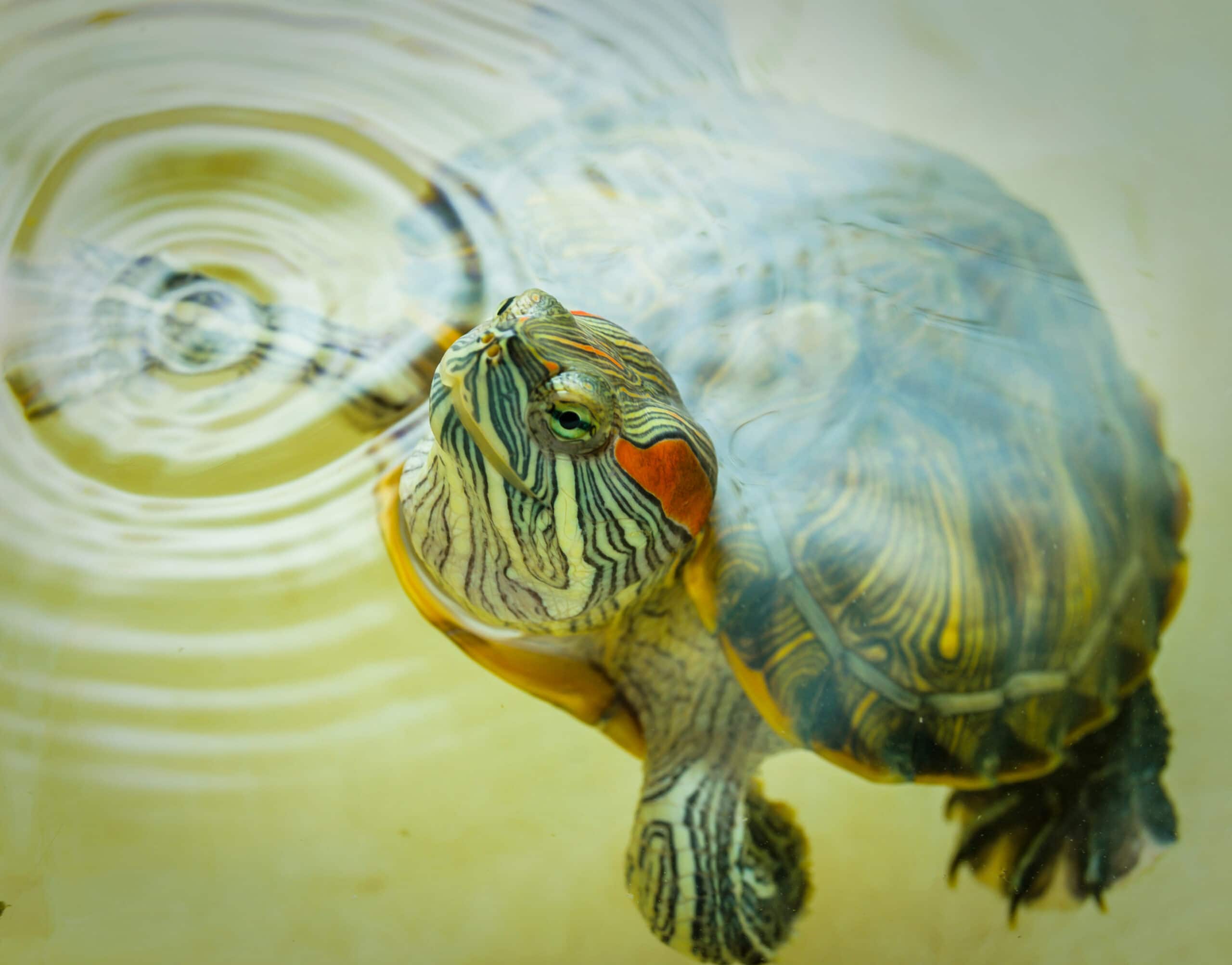 Do Turtles Have Ears? Vet-Reviewed Hearing & Other Senses Explanation ...