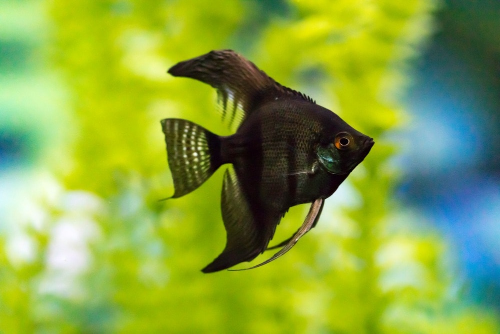 13 Types of Angelfish for Freshwater Aquariums (With Info & Pictures ...