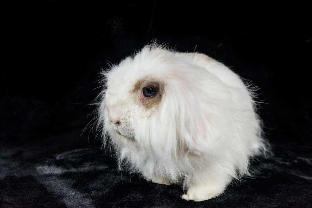 Fuzzy Lop Rabbit: Care, Pictures, Temperament, Habitat & Traits | PangoVet