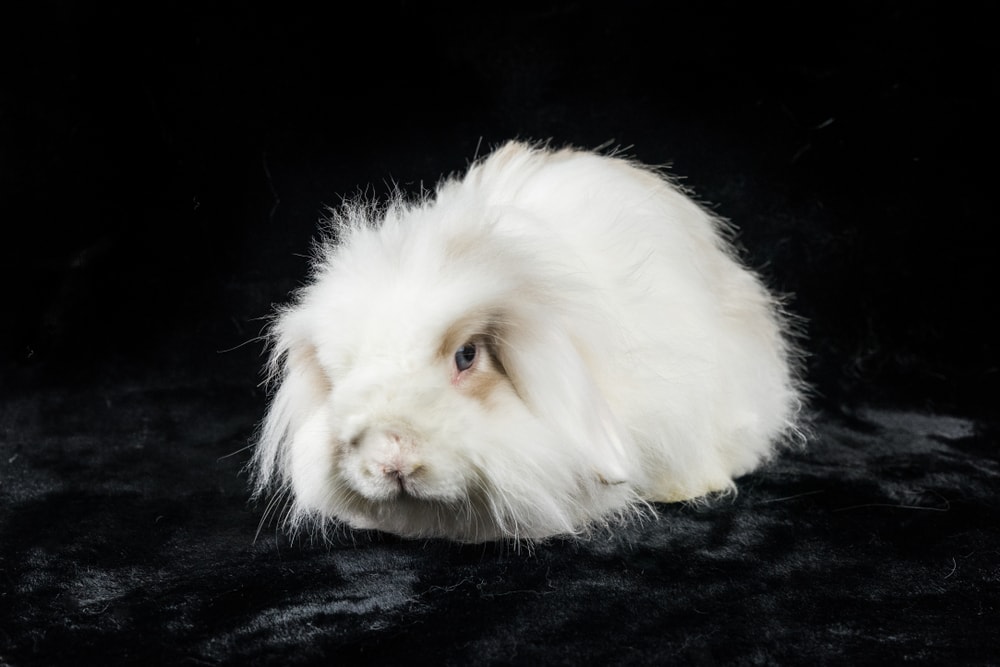 Fuzzy Lop Rabbit: Info, Care, Pictures, Temperament, Habitat & Traits ...